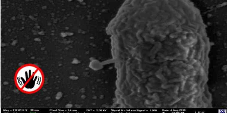 La nano biblia mas pequeña que jamas se haya creado.