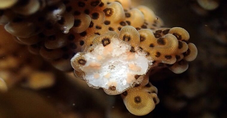 La contaminación lumínica perturba el ciclo reproductivo de los corales.