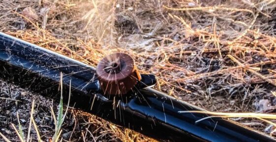 El riego por goteo (Video de Domingo) - LatamIsrael